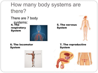 Body systems | PPT