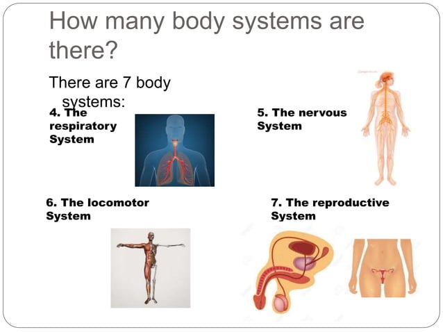 Body systems | PPT
