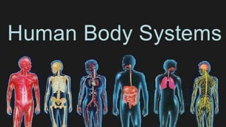 Body Systems .pdf