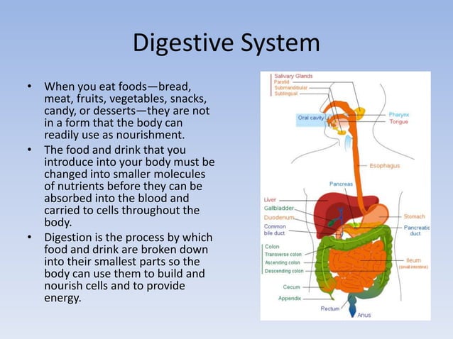 Body Systems Overview