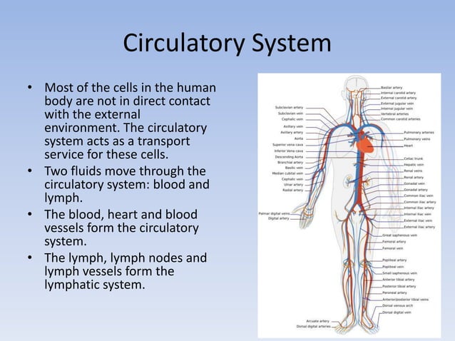 Body Systems Overview