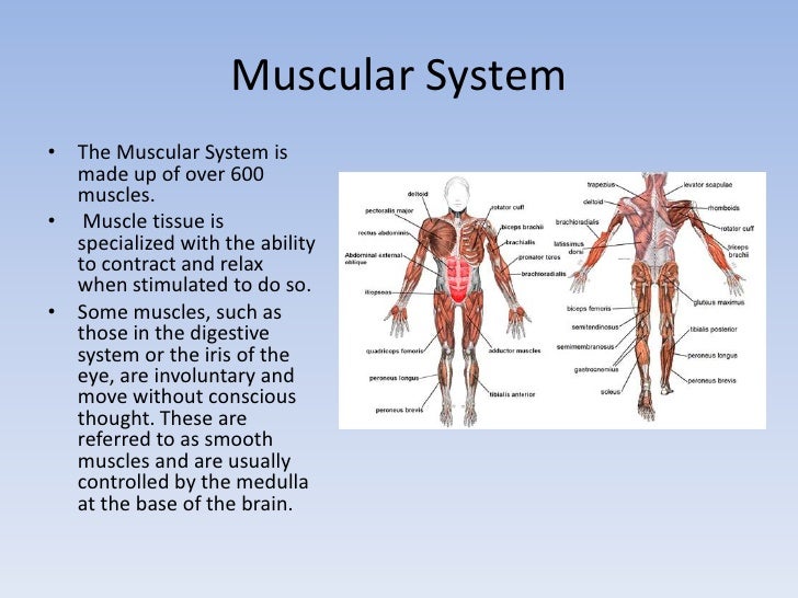 Body Systems Overview