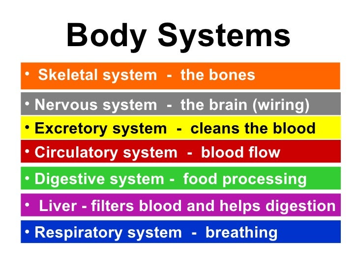 Body systems 2