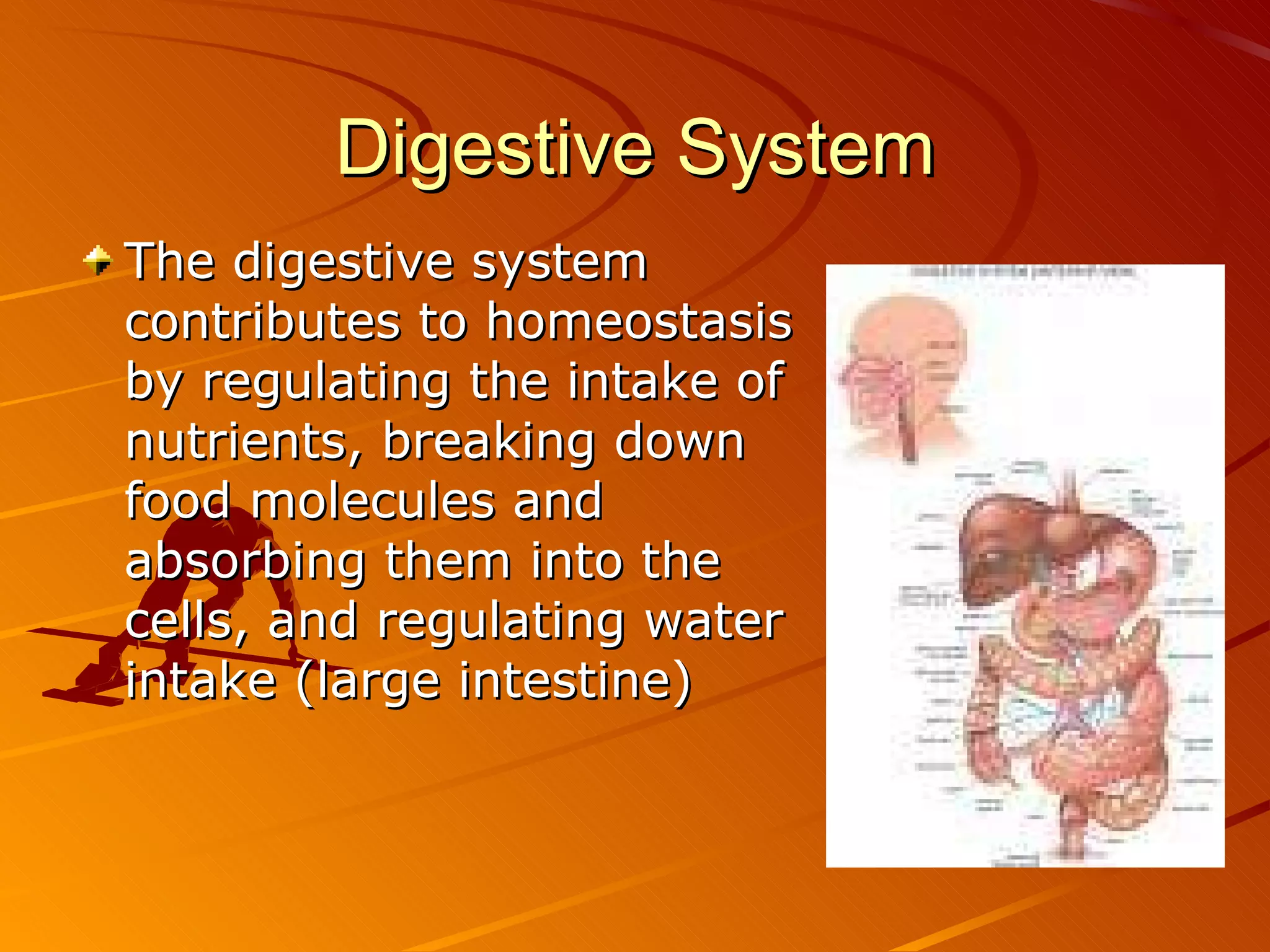 Body systems and homeostasis | PPT | Endocrine and Metabolic Diseases ...