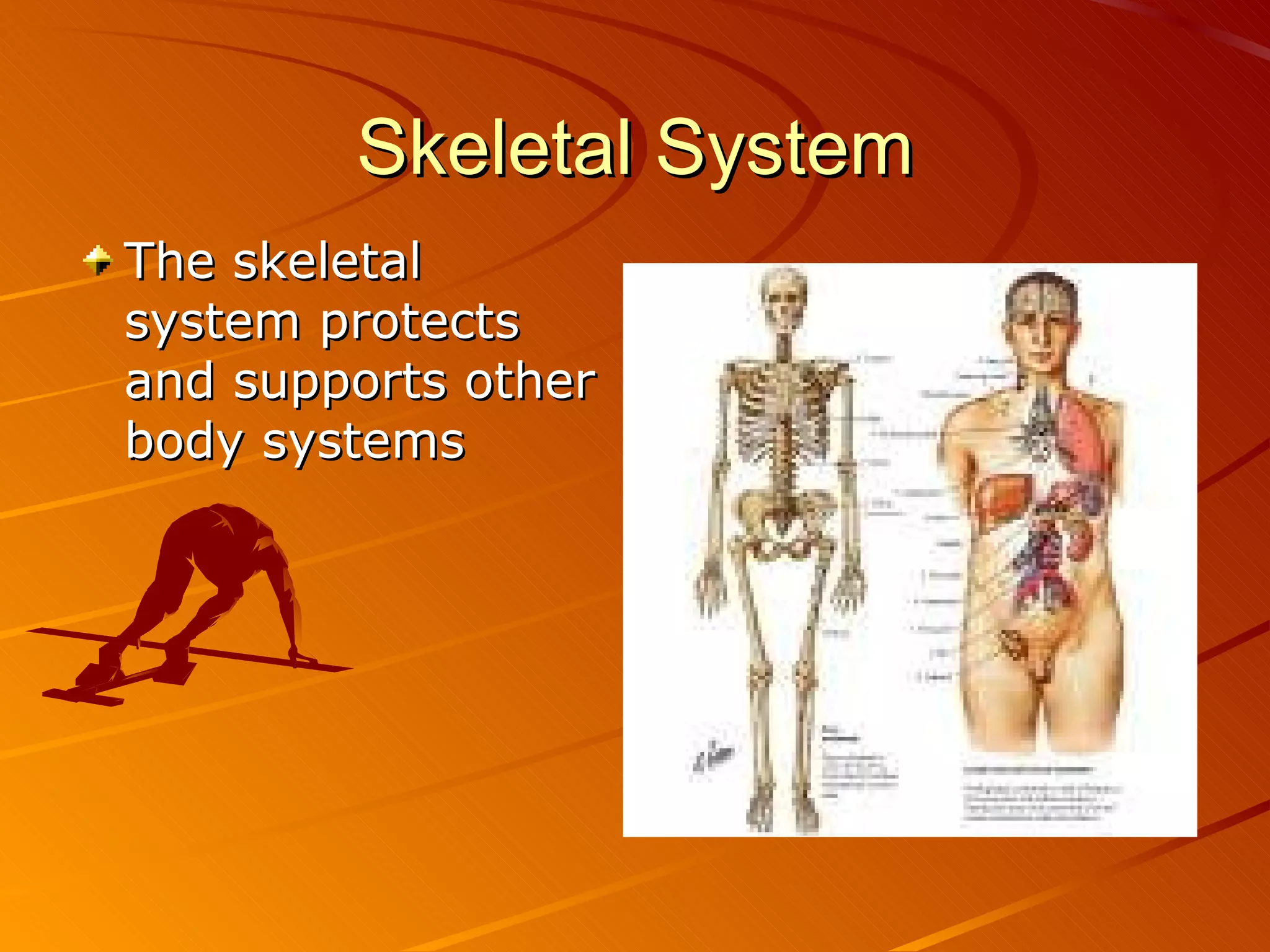 Body systems and homeostasis | PPT | Endocrine and Metabolic Diseases ...