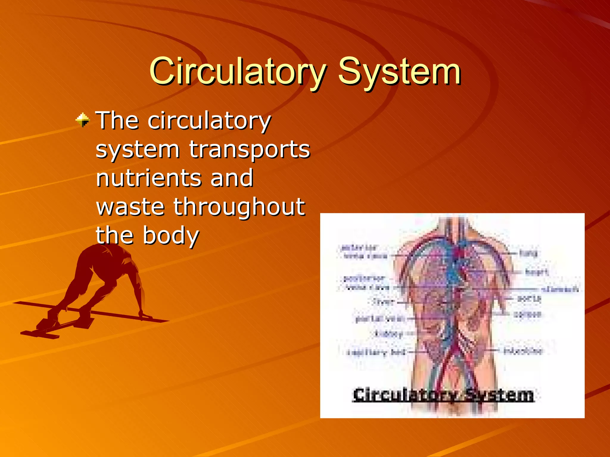 Body systems and homeostasis | PPT | Endocrine and Metabolic Diseases ...