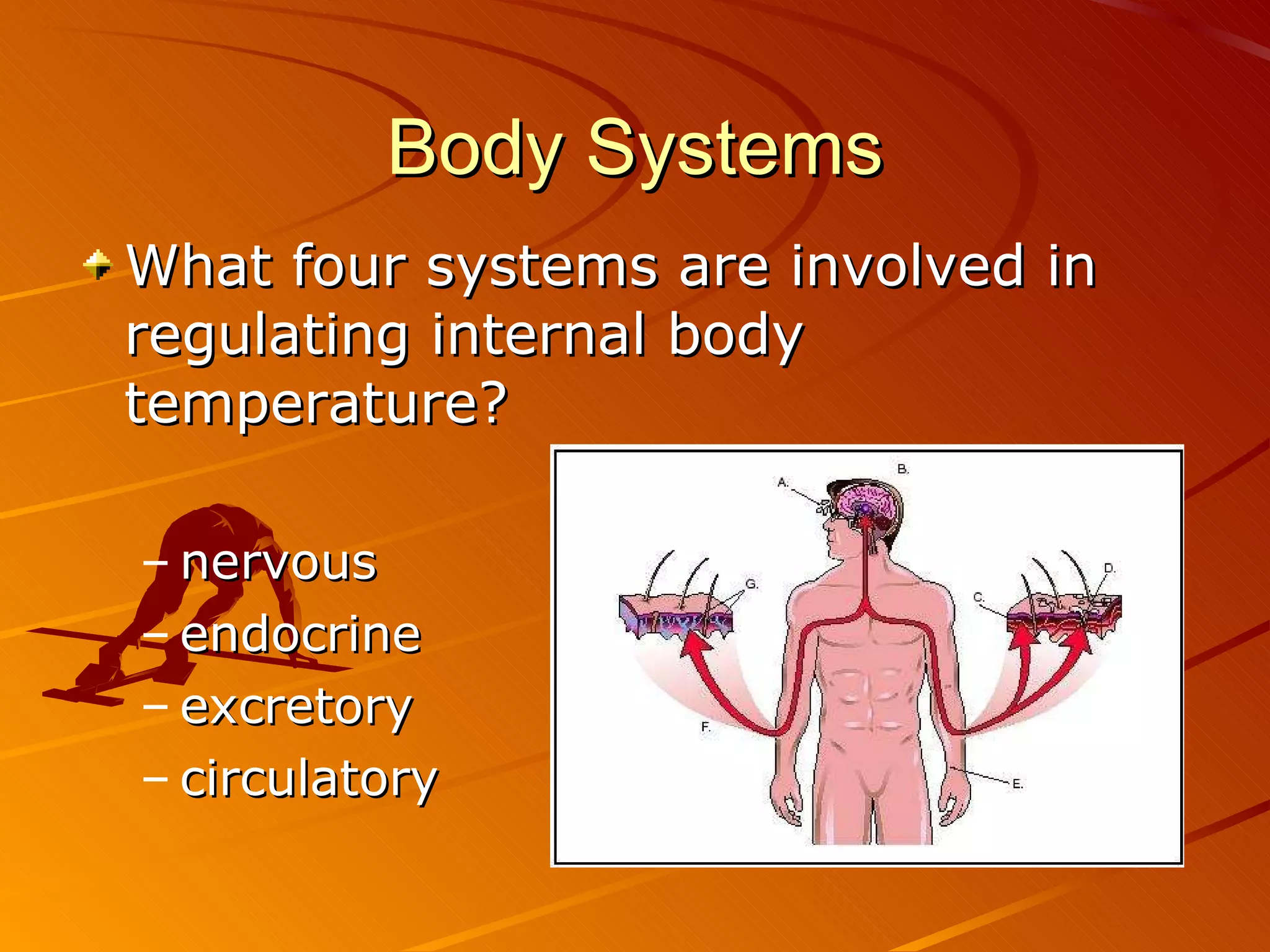 Body systems and homeostasis | PPT | Endocrine and Metabolic Diseases ...
