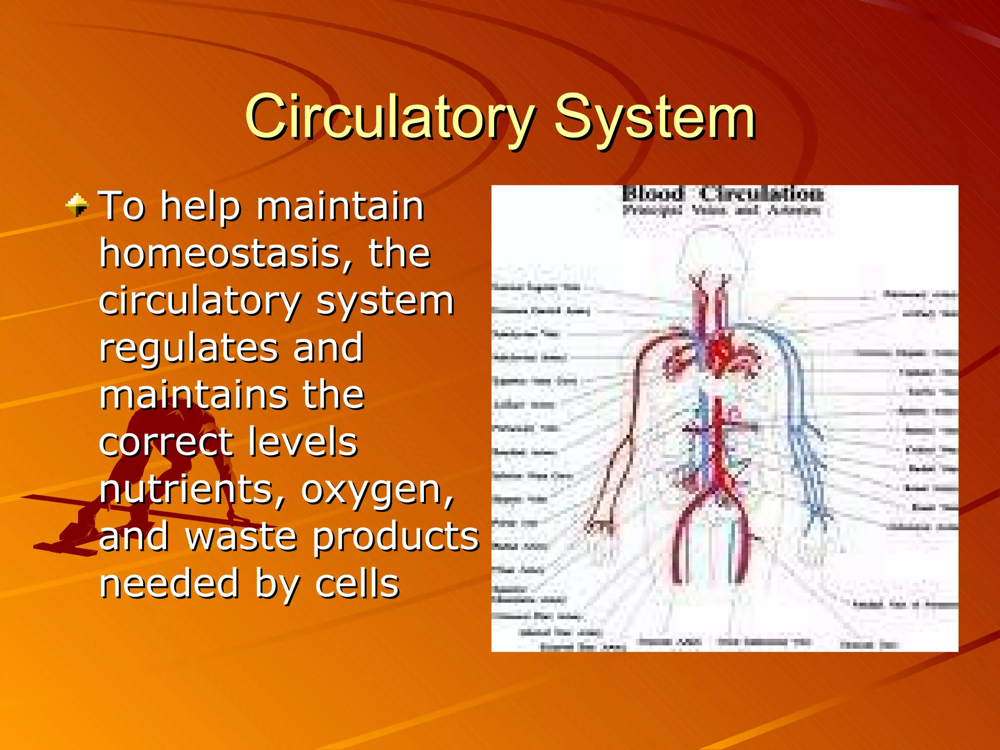 Body systems and homeostasis | PPT