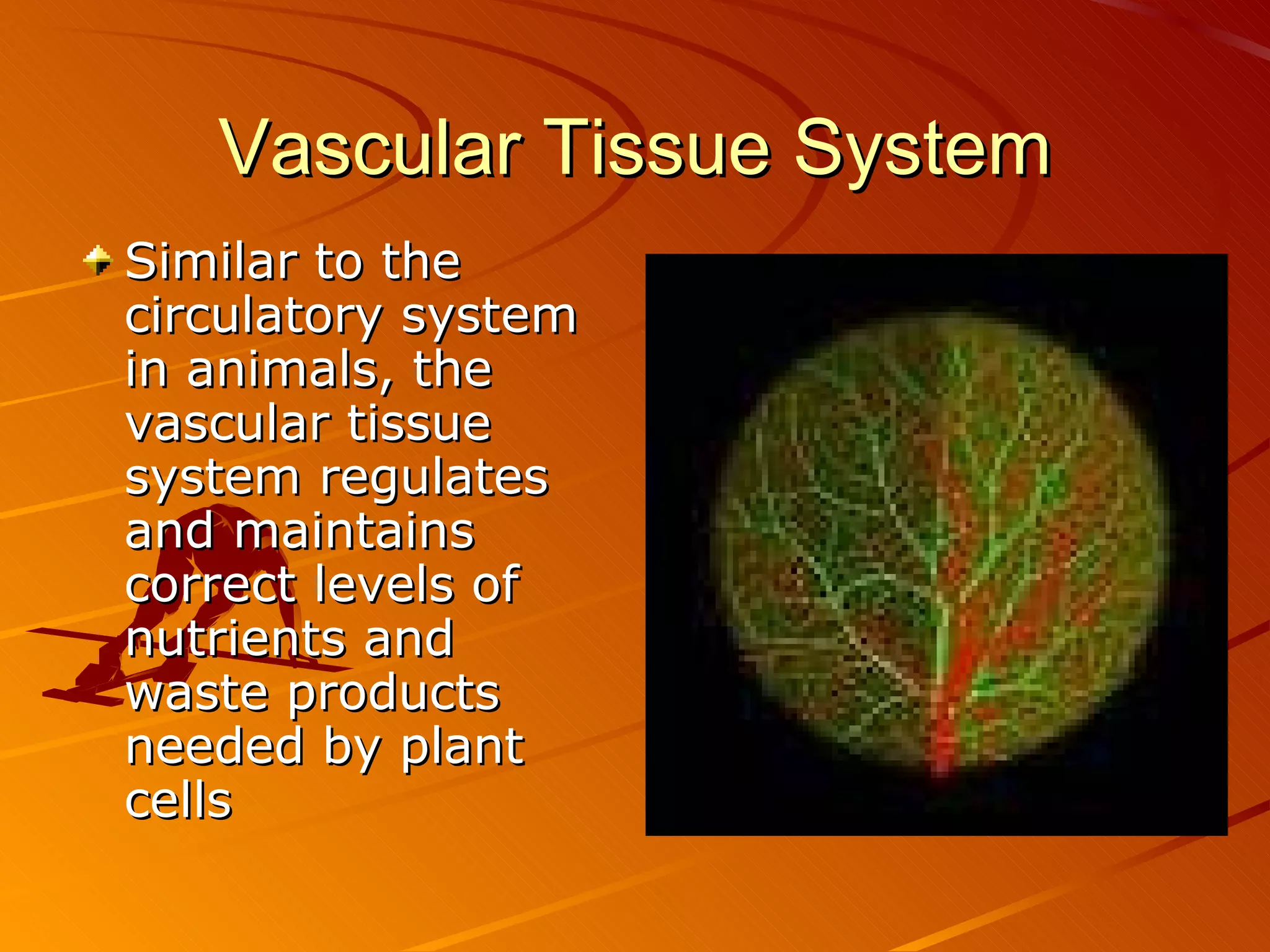 Body systems and homeostasis | PPT