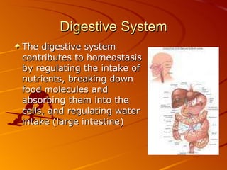 Body systems and homeostasis | PPT