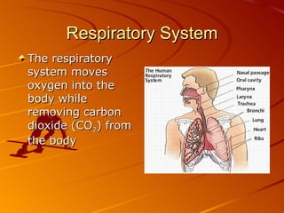 Body systems and homeostasis | PPT
