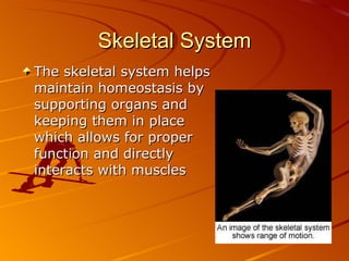 Body systems and homeostasis | PPT