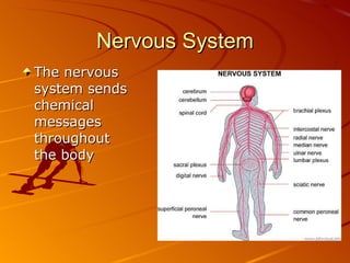 Body systems and homeostasis | PPT