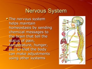 Body systems and homeostasis | PPT