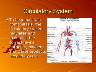 Body systems and homeostasis | PPT