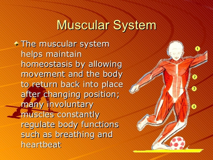 Body Systems And Homeostasis Body Systems And Homeostasis