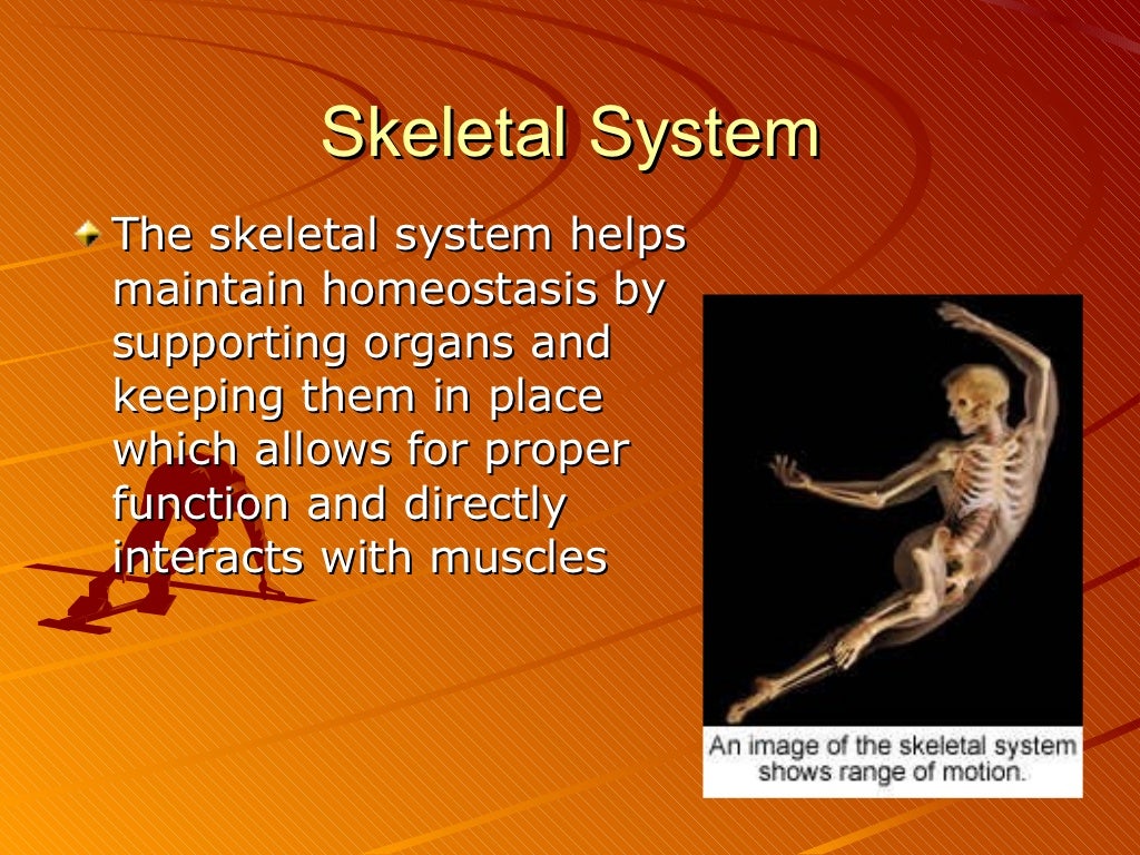 Body Systems And Homeostasis