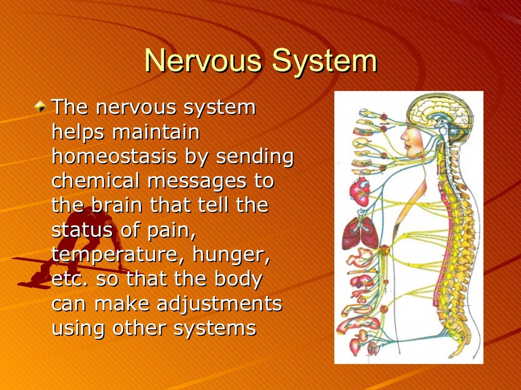 Body Systems And Homeostasis body-systems-and-homeostasis