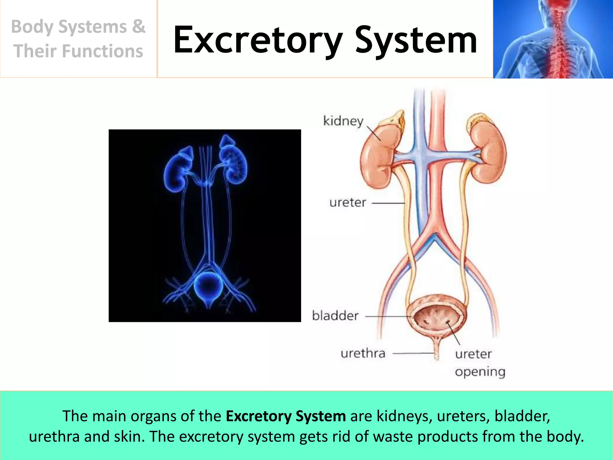 Body Systems And Their Functions | PPTX