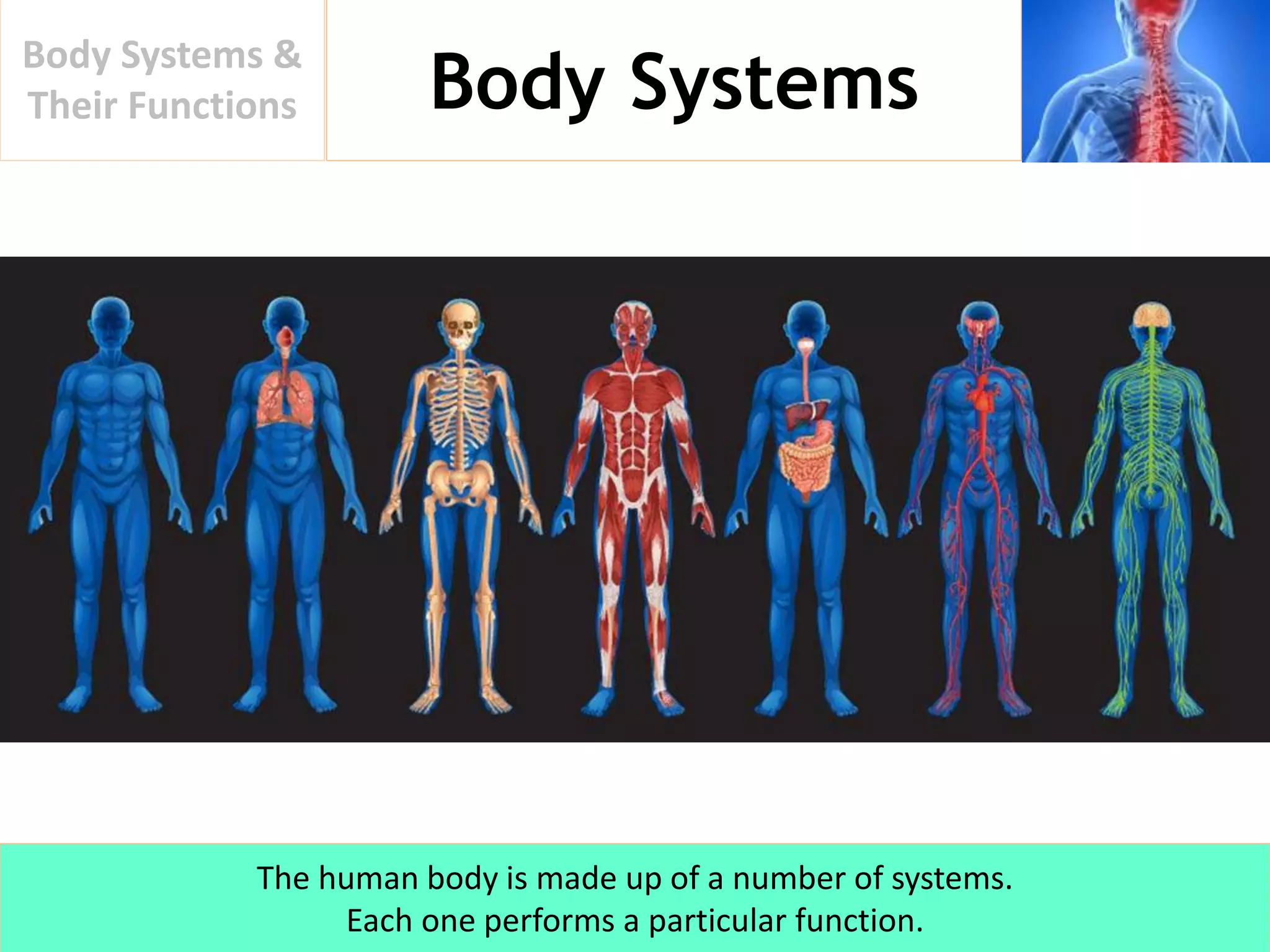 Body Systems And Their Functions | PPTX | Brain and Nervous System ...