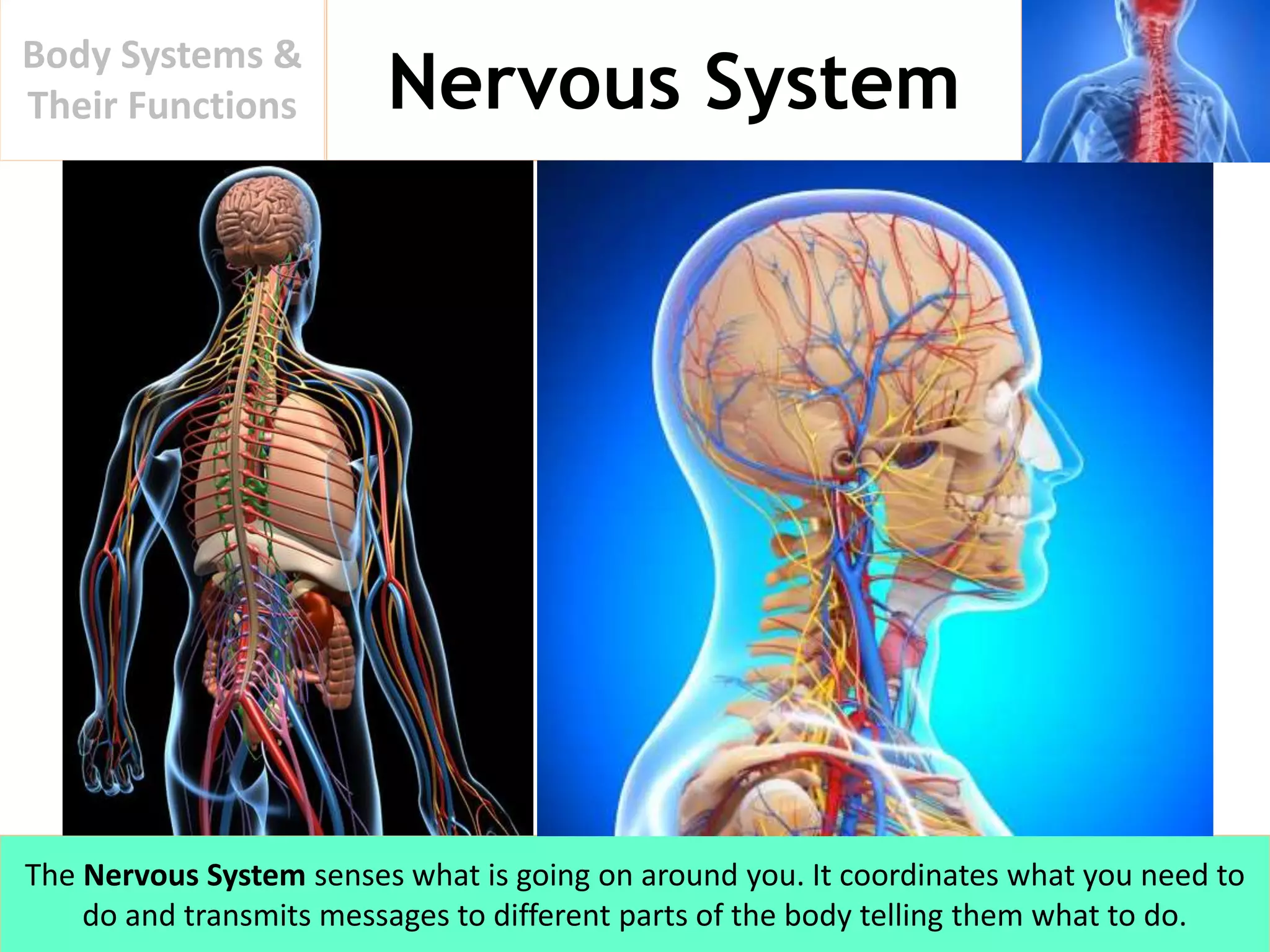 Body Systems And Their Functions | PPTX