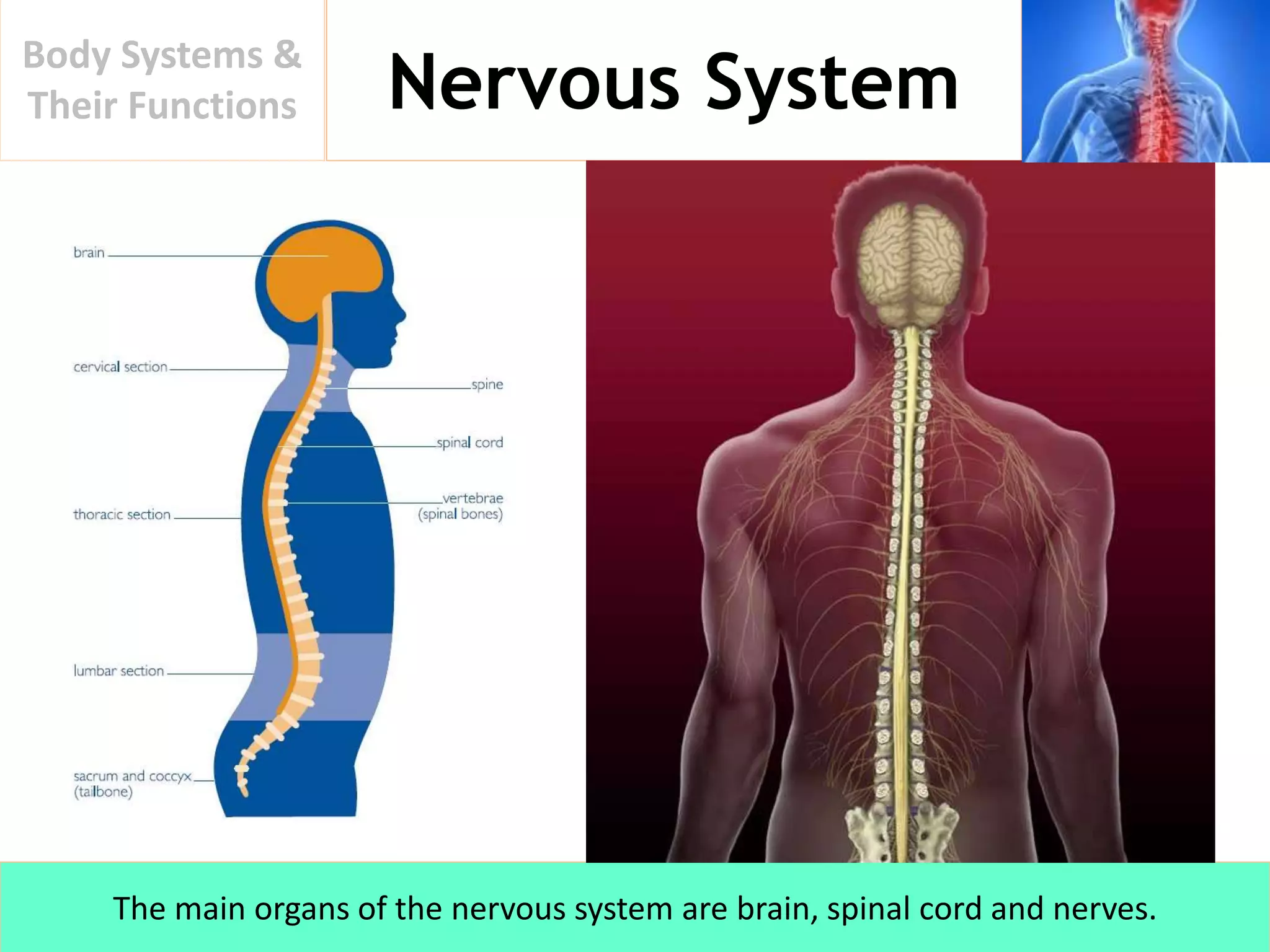 Body Systems And Their Functions | PPTX