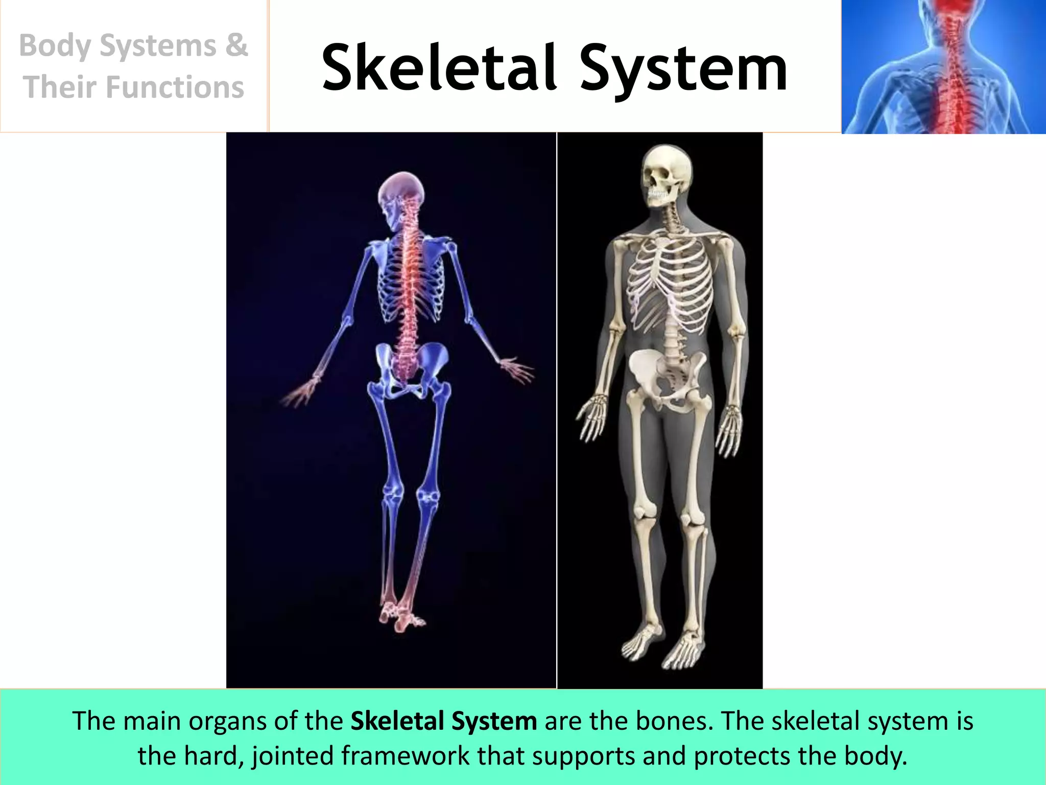 Body Systems And Their Functions | PPTX