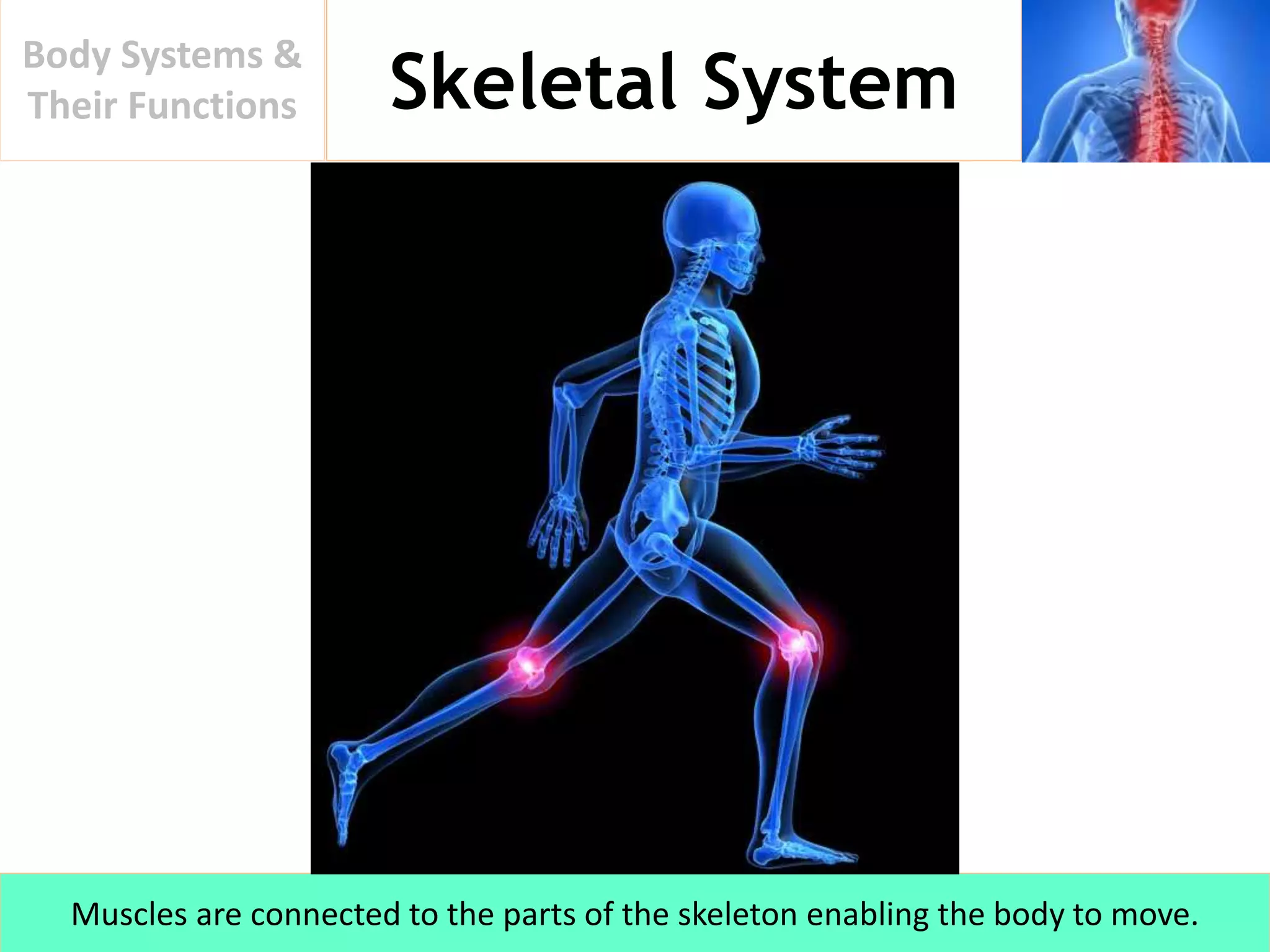 Body Systems And Their Functions | PPTX