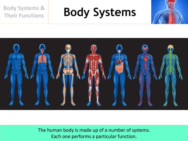 Body Systems And Their Functions | PPTX | Brain and Nervous System ...