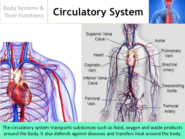 body-systems-and-their-functions