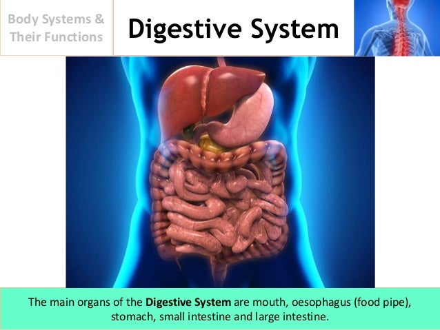 Body Systems And Their Functions Body Systems And Their Functions