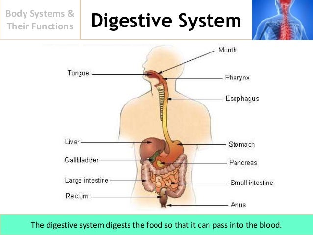 Body Systems And Their Functions Body Systems And Their Functions