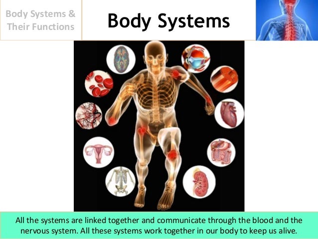 Body Systems And Their Functions