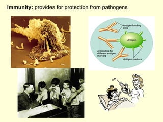 Body Systems & Immunity | PPT