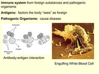 Body Systems & Immunity | PPT