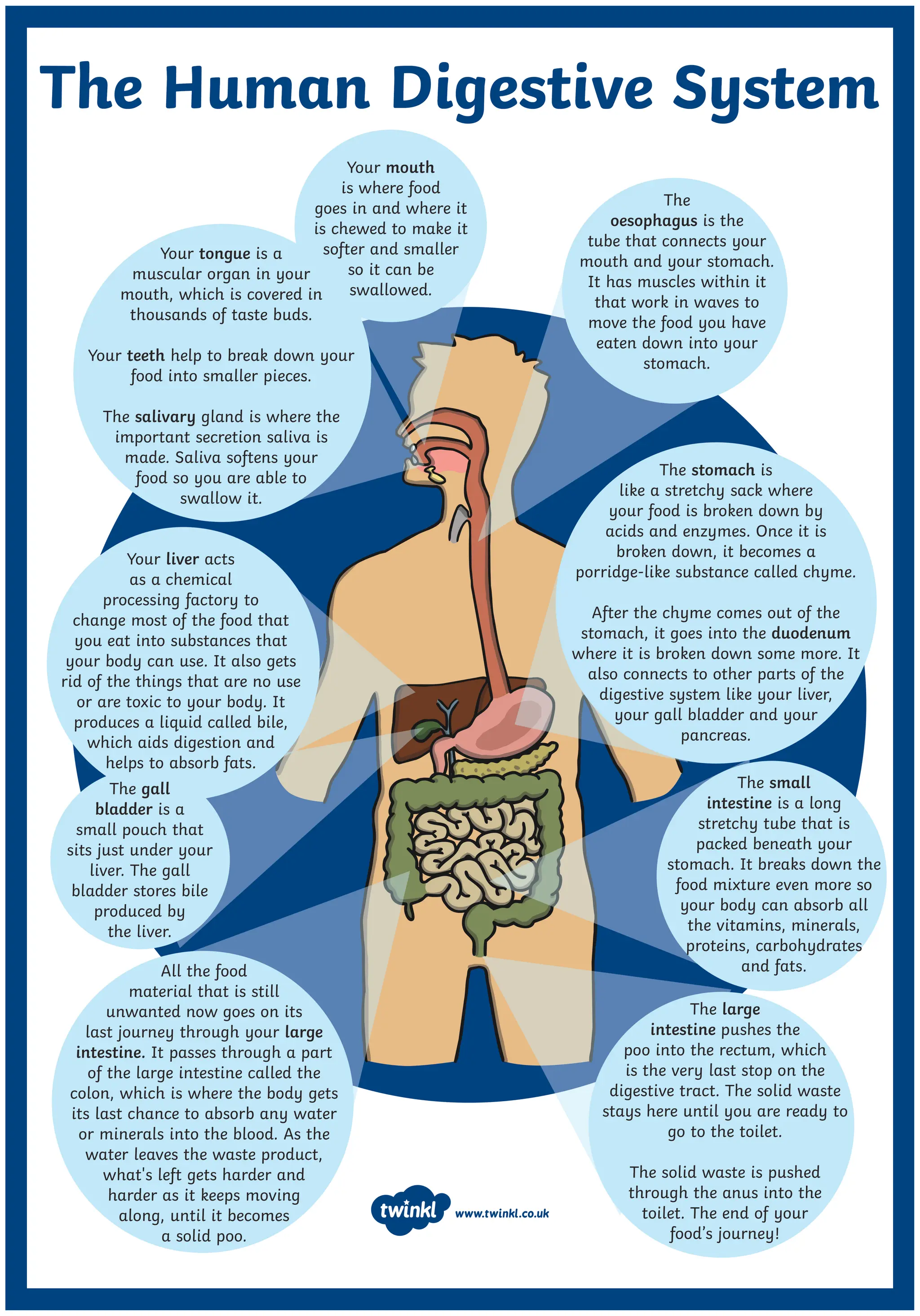 Body Systems Posters and Infographics.pdf