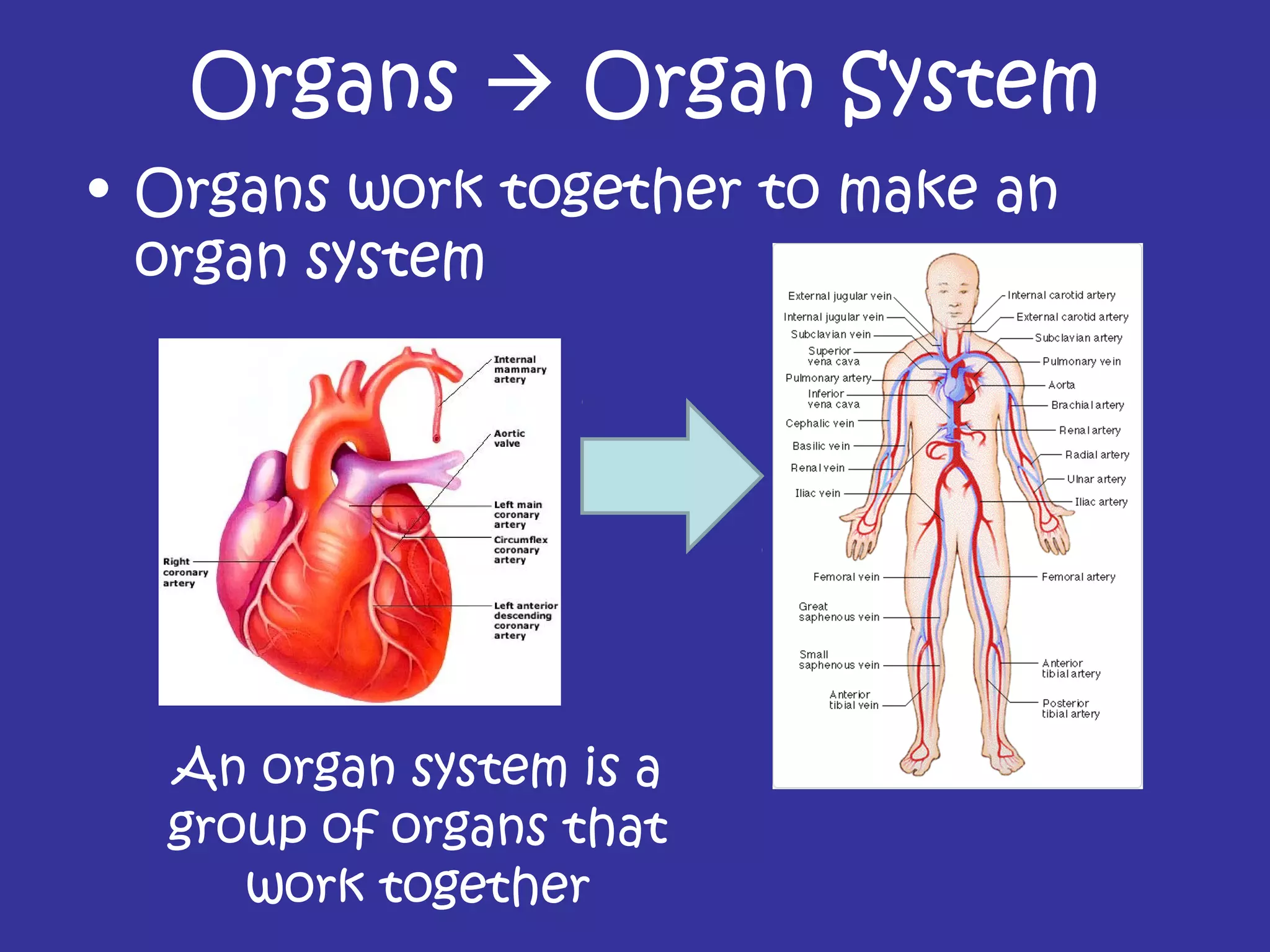 Body systems powerpoint | PPT | Bone and Joint Conditions | Diseases ...