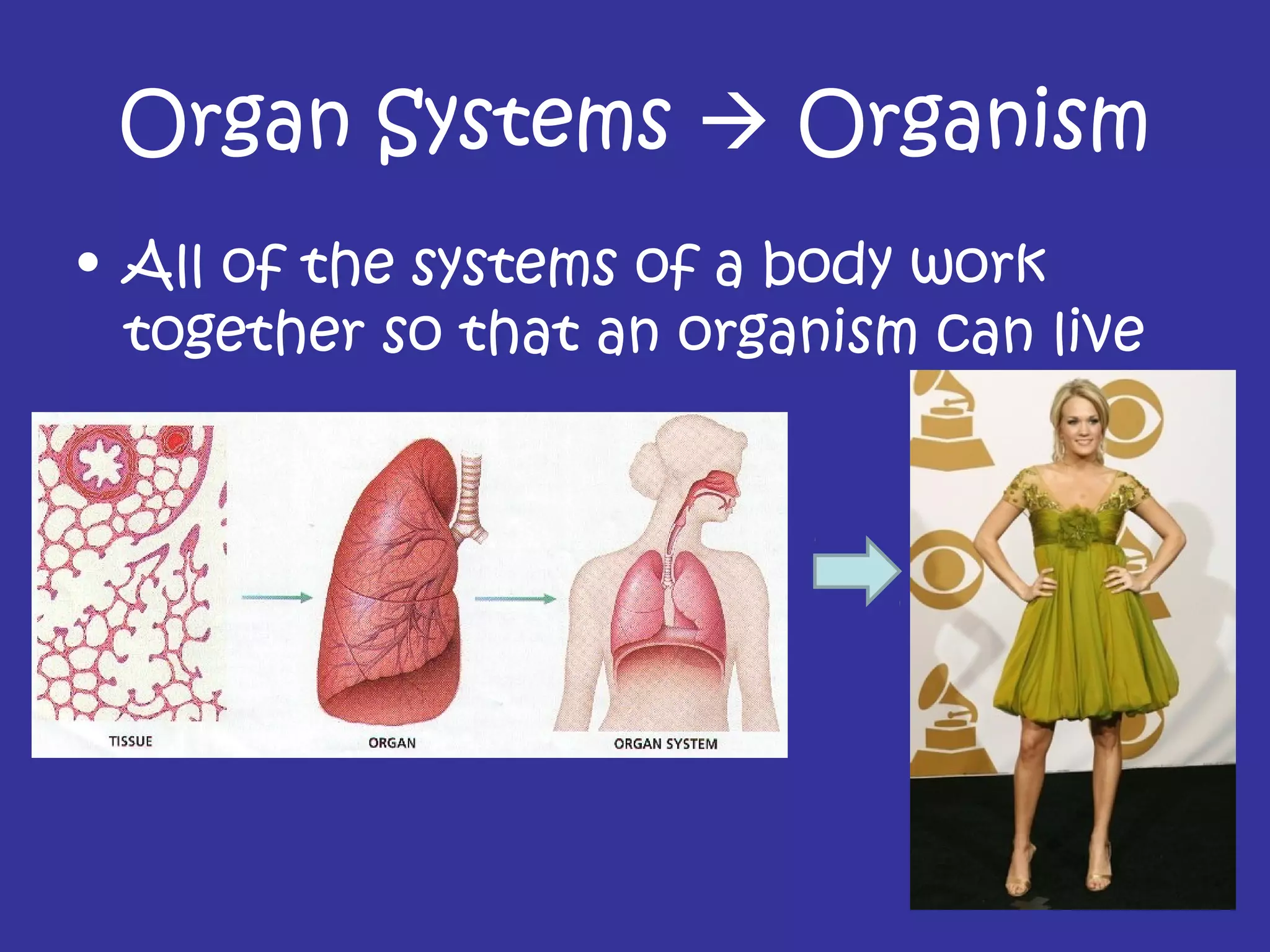 Body systems powerpoint | PPT | Bone and Joint Conditions | Diseases ...