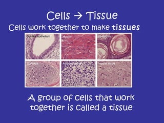 Body systems powerpoint | PPT