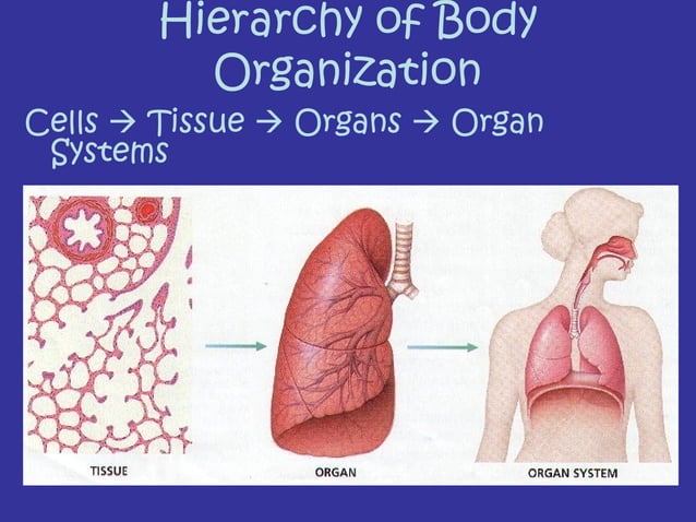 Body systems powerpoint | PPT | Bone and Joint Conditions | Diseases ...