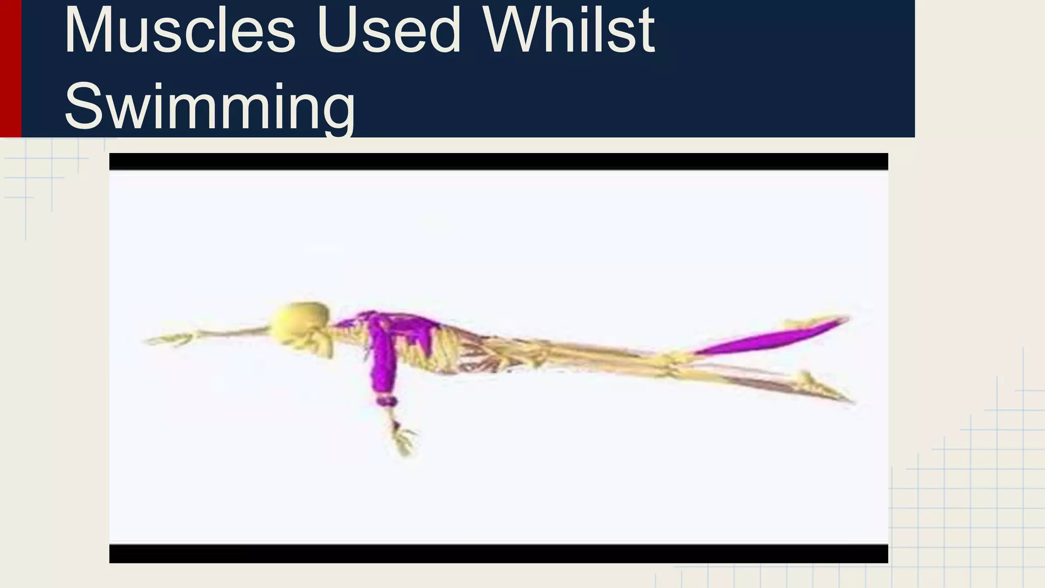 Body systems used in swimming | PPTX