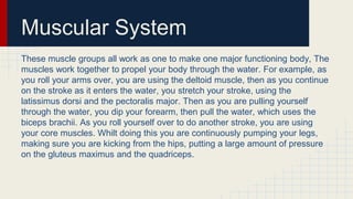 Body systems used in swimming | PPTX