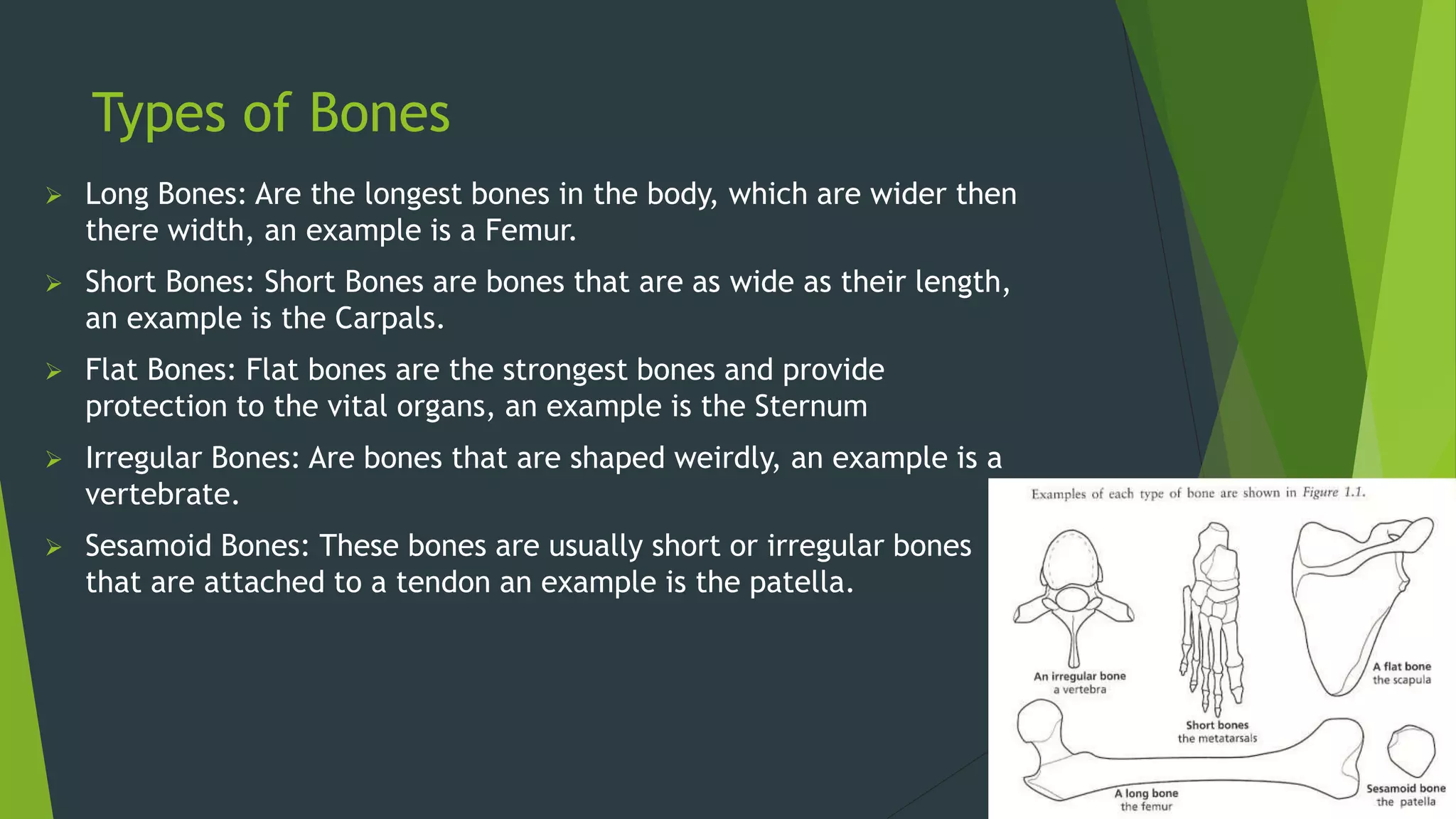 Body systems used in Tennis by Cameron Campisi | PPTX