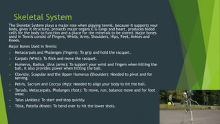 Body systems used in Tennis by Cameron Campisi | PPTX