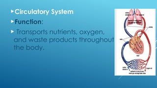 How digestive system respiratory system circulatory system work ...