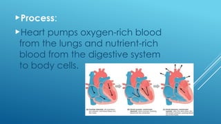 How digestive system respiratory system circulatory system work ...