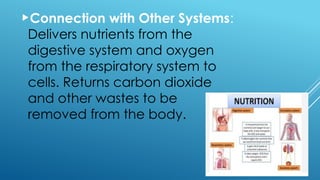 How digestive system respiratory system circulatory system work ...