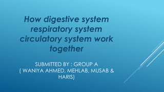 How digestive system respiratory system circulatory system work ...