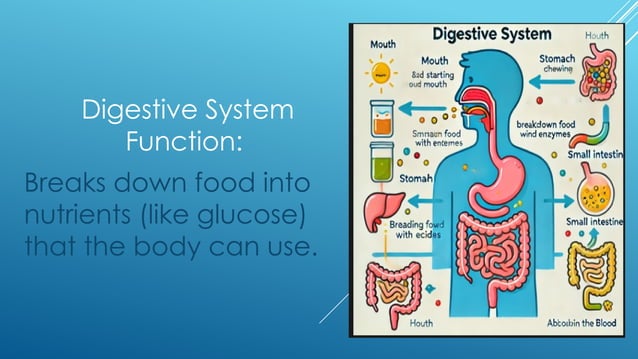 How digestive system respiratory system circulatory system work ...
