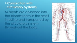 How digestive system respiratory system circulatory system work ...